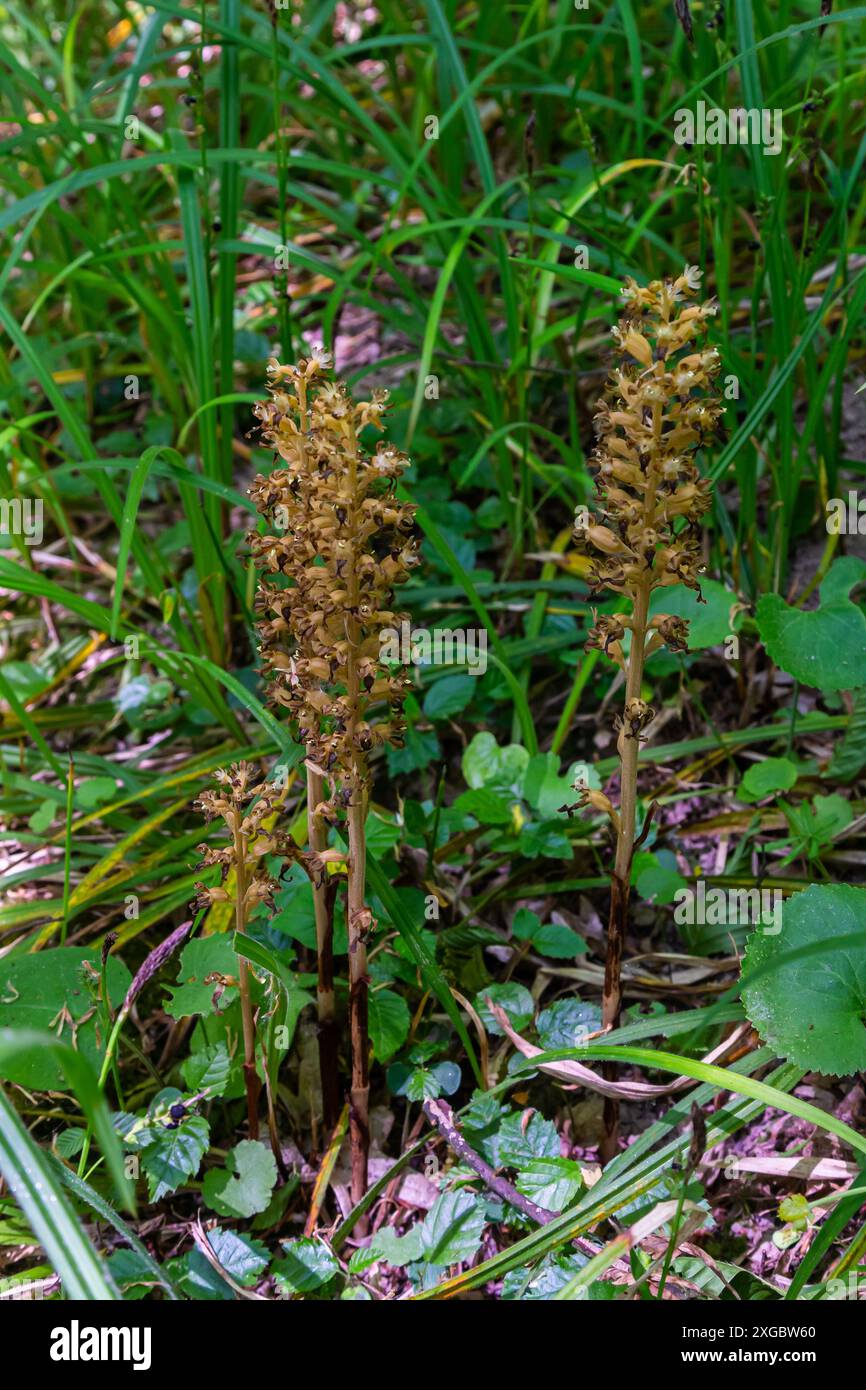 Bird's-nest Orchid Neottia nidus-avis in the forest undergrowth Stock ...