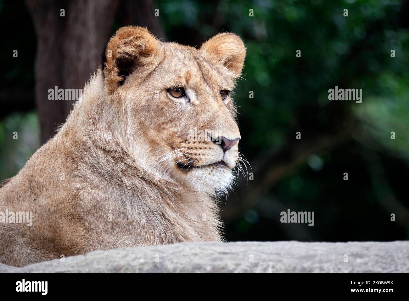 Löwe Panthera leo . Löwe Panthera leo im Zoo Leipzig. 20240605MIC1056 ...