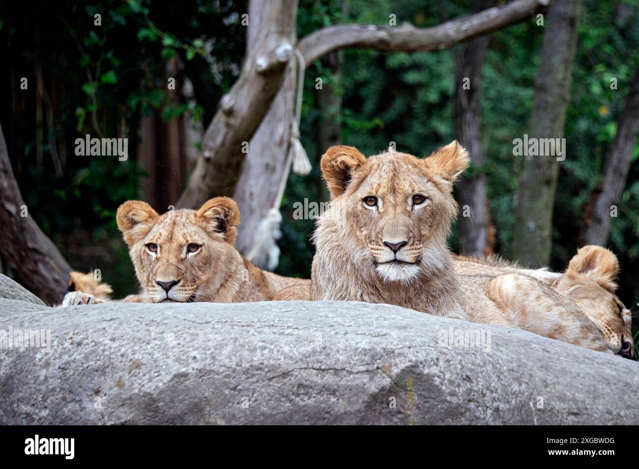 Löwe Panthera leo . Löwe Panthera leo im Zoo Leipzig. 20240605MIC1072 ...