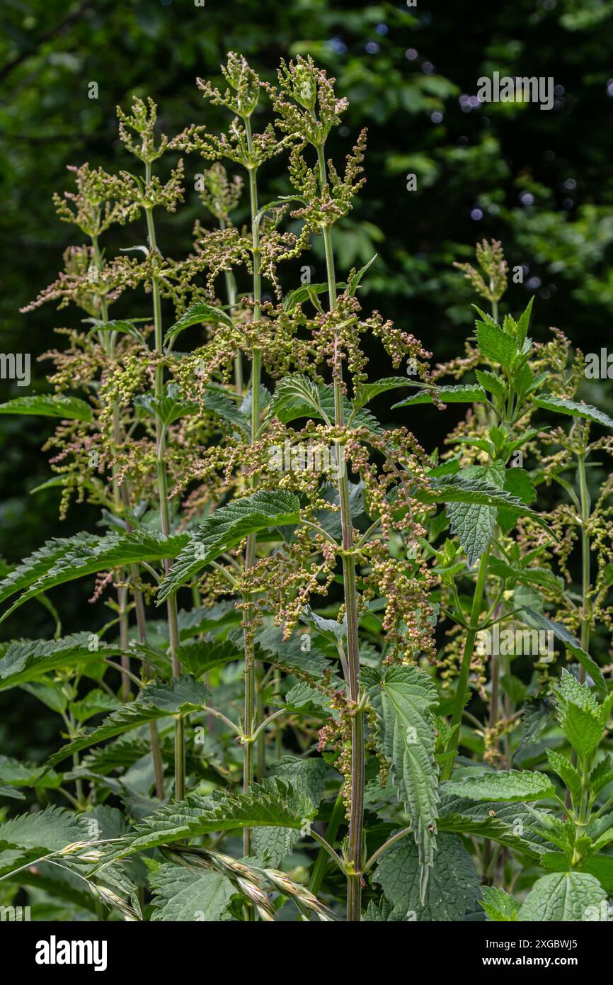 Sting nettle leaf surface hi-res stock photography and images - Alamy