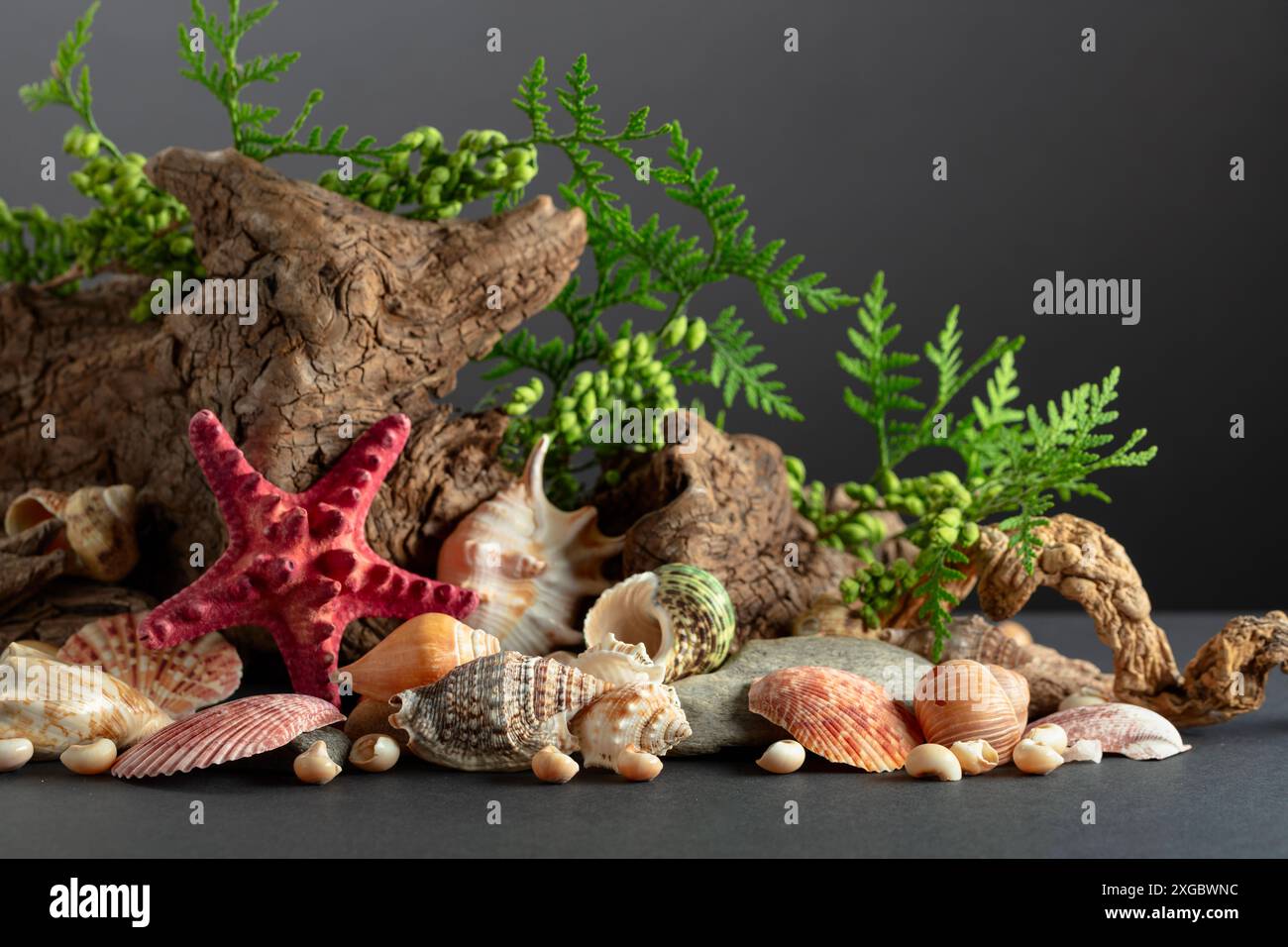 Abstract nature scene with a composition of seashell, starfish, green ...