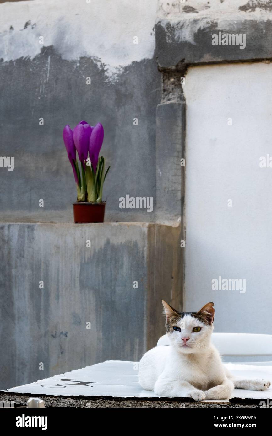 Cat with different color eyes having relax Stock Photo - Alamy