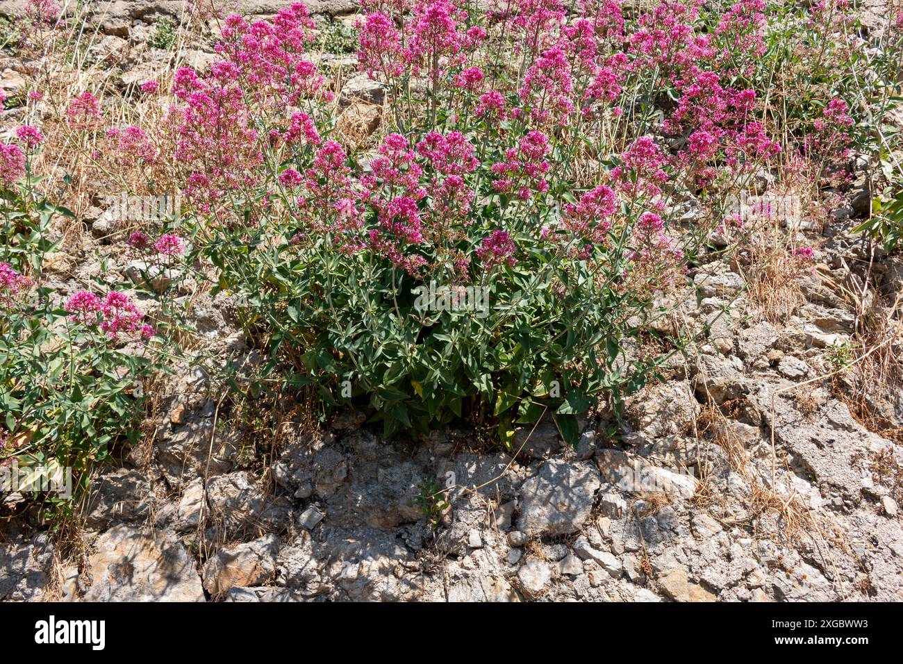 Red valerian, Centranthus ruber growing in a rock wall Stock Photo - Alamy