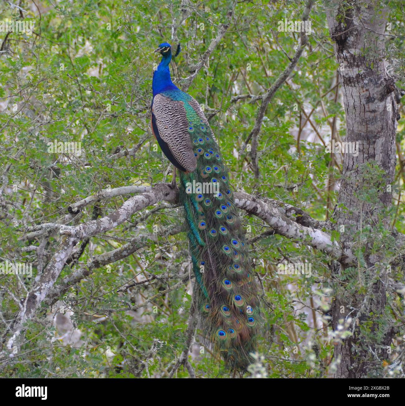Peacock pattern hi-res stock photography and images - Alamy