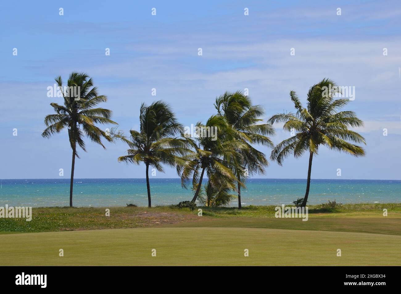 Coastal golf course view with coconut trees in the background. coconut ...