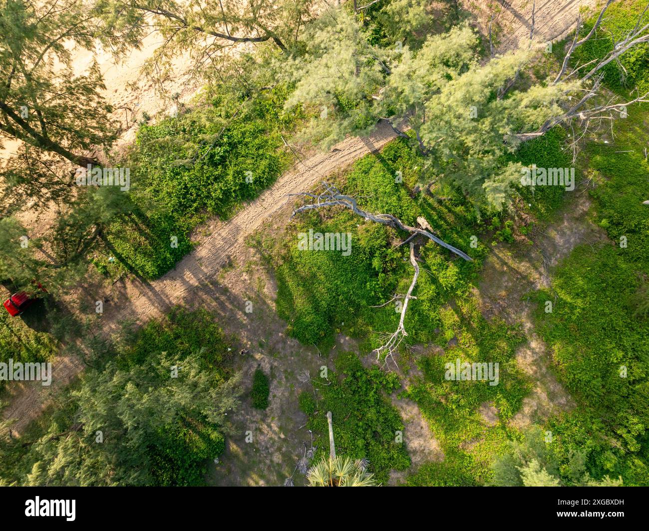 Aerial drone view lush pine hi-res stock photography and images - Alamy