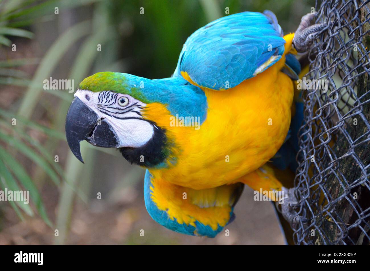 Blue and yellow macaw (Ara ararauna), also known as blue and golden macaw. Brazilian fauna Stock ...