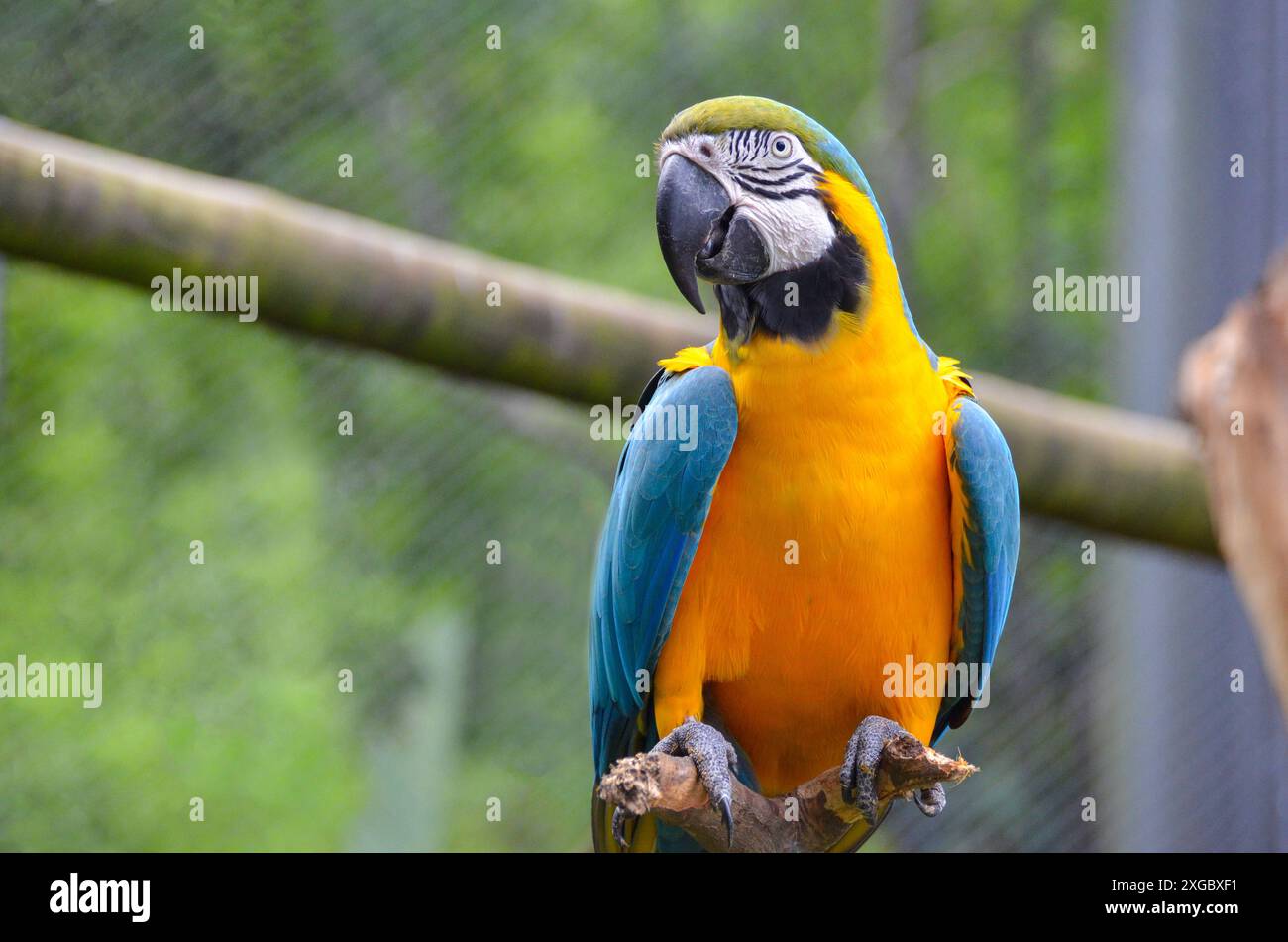 Blue and yellow macaw (Ara ararauna), also known as blue and golden macaw. Brazilian fauna Stock ...