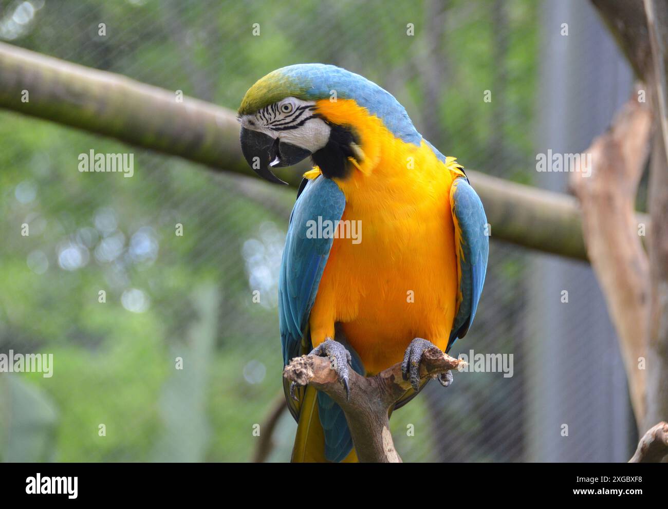 Blue and yellow macaw (Ara ararauna), also known as blue and golden macaw. Brazilian fauna Stock ...