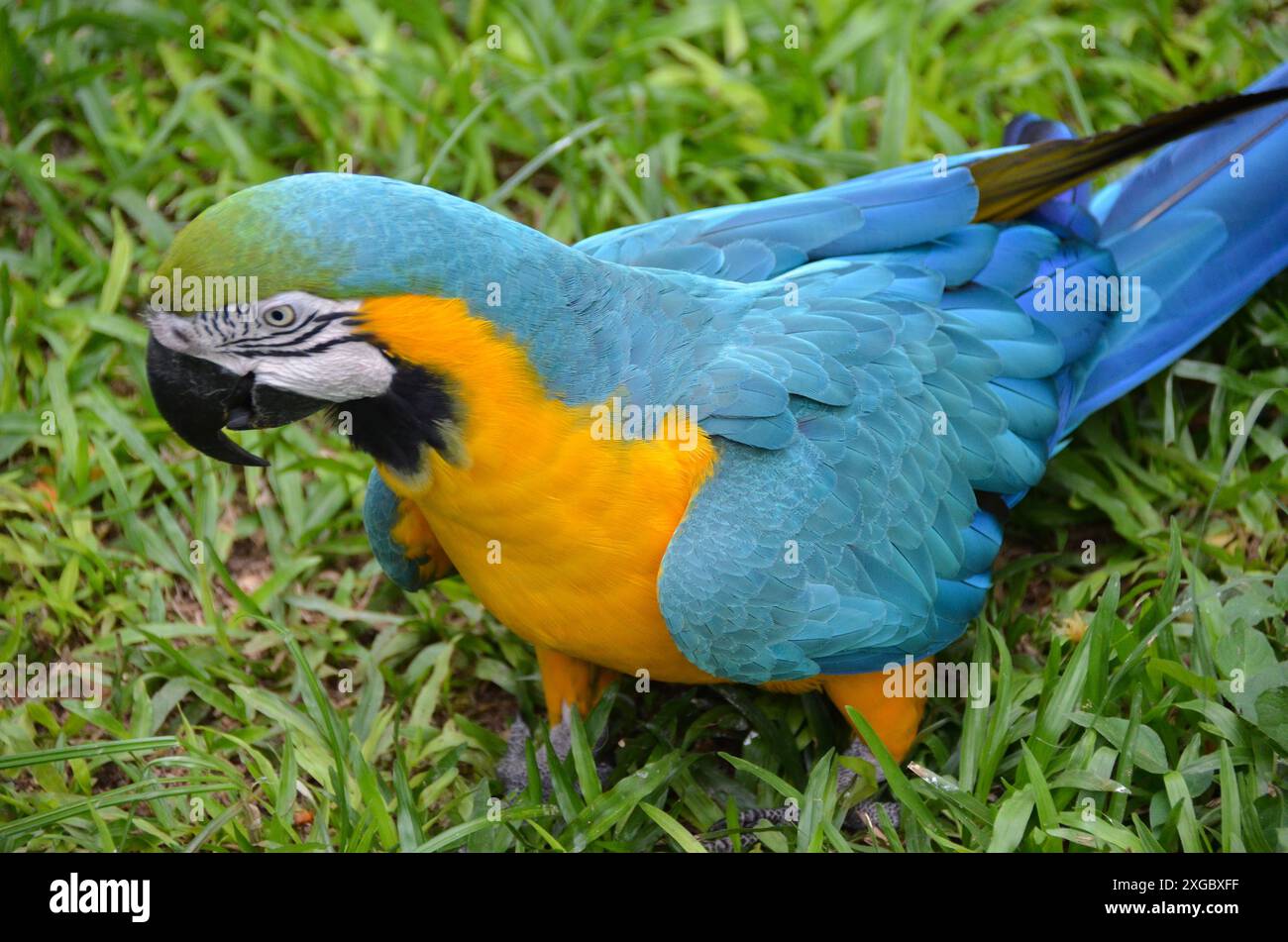 Blue and yellow macaw (Ara ararauna), also known as blue and golden macaw. Brazilian fauna Stock ...
