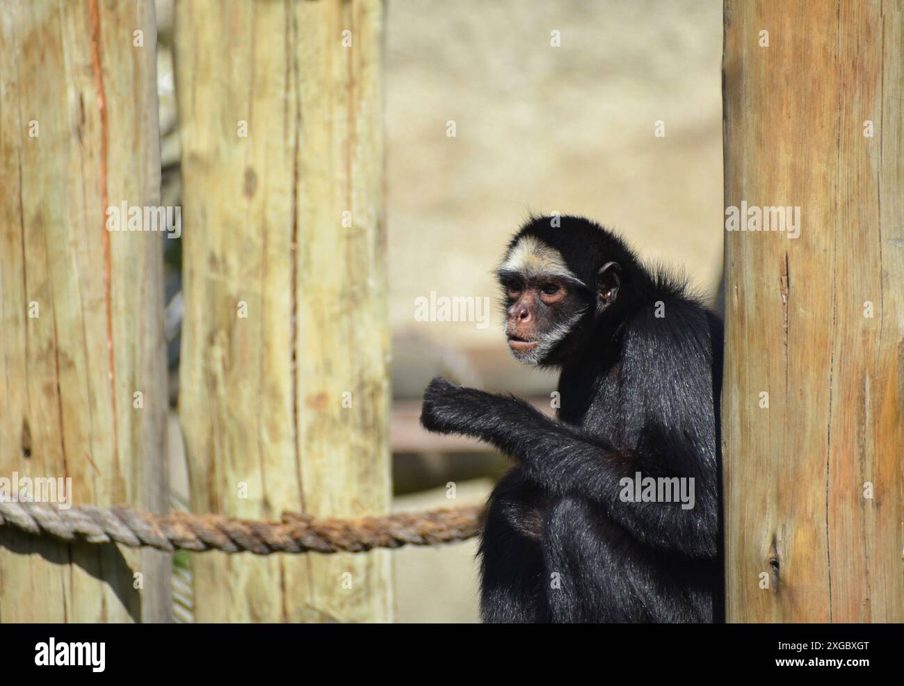 White-cheeked spider monkey (Ateles marginatus) sitting relaxing and ...
