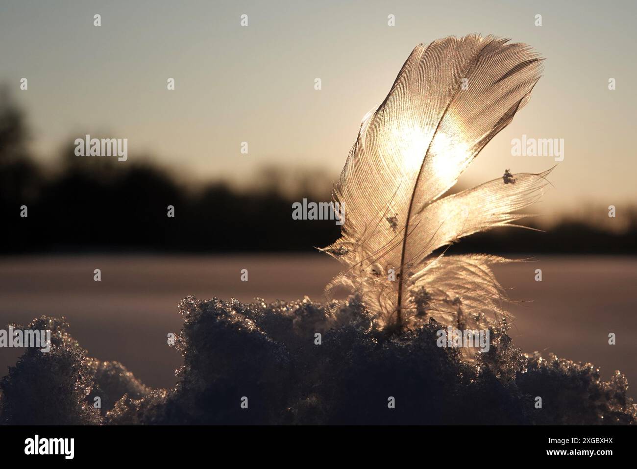 Golden hour: Capture the sunset during a nice evening walk in ...