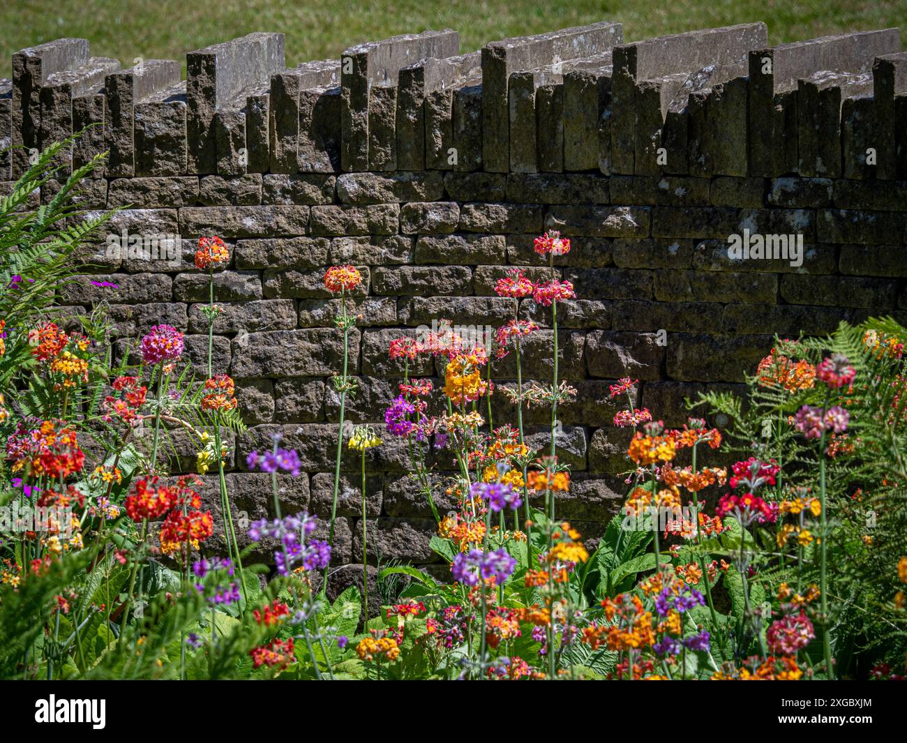 The brightly coloured flowers of Himalayan primula set against the ...