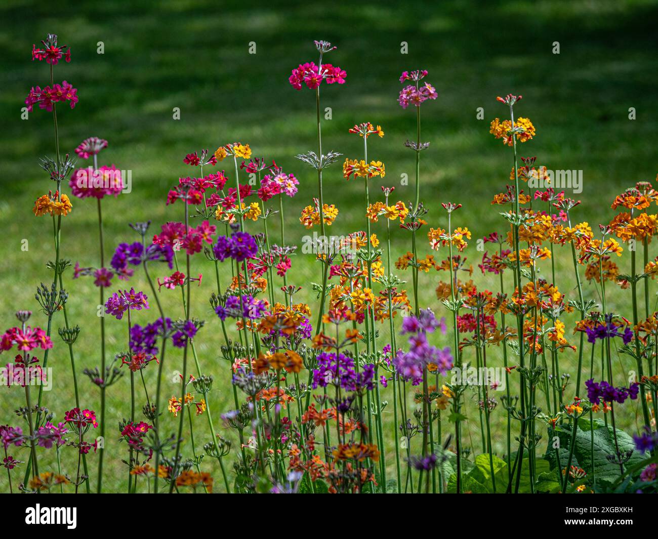 Primula flowers hi-res stock photography and images - Alamy