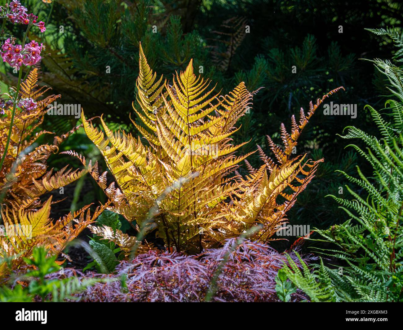 Backlit Dryopteris fern with its bronze-coloured fronds Stock Photo - Alamy