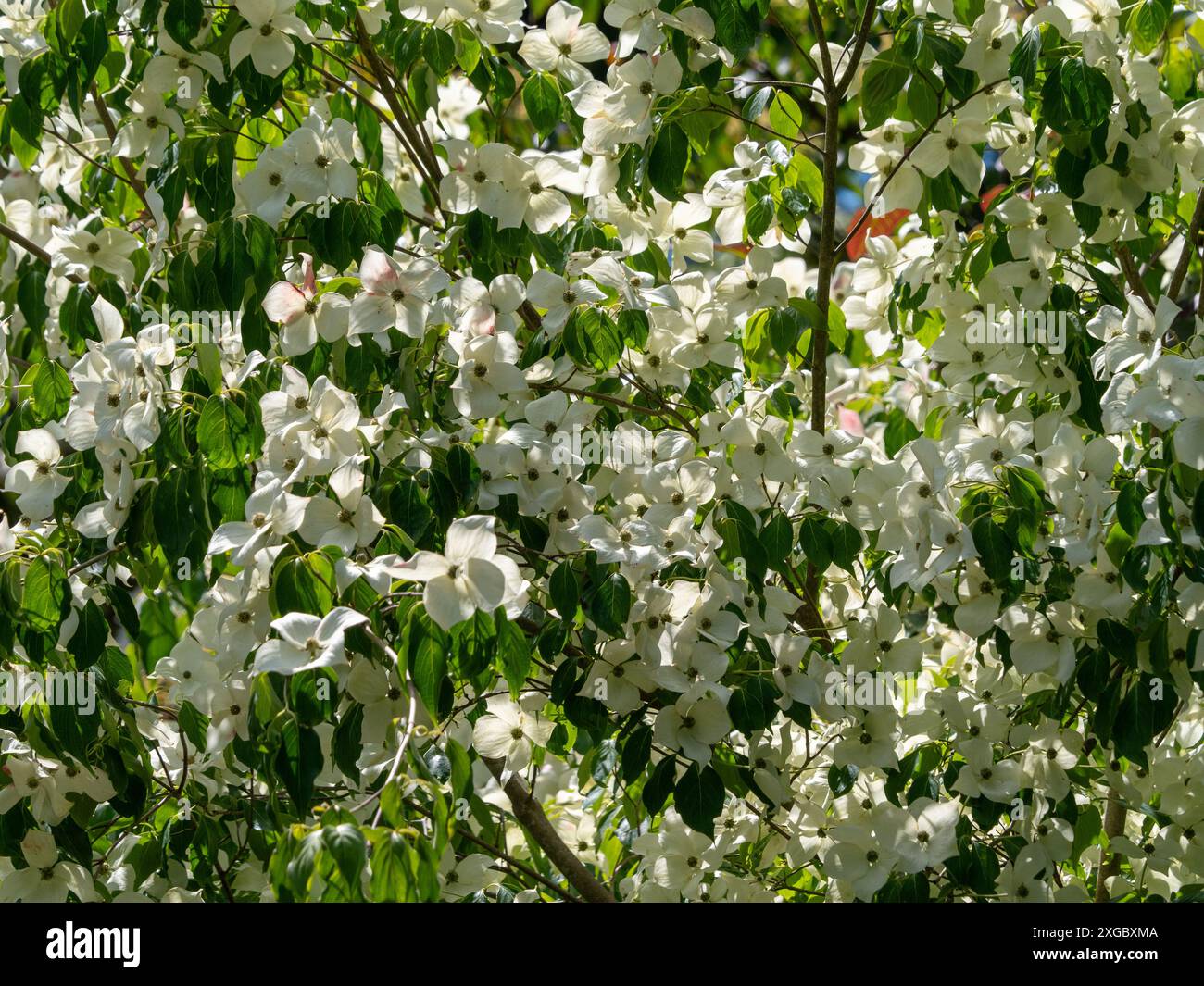 Cornus kousa tree with white bracts growing in a UK garden Stock Photo ...
