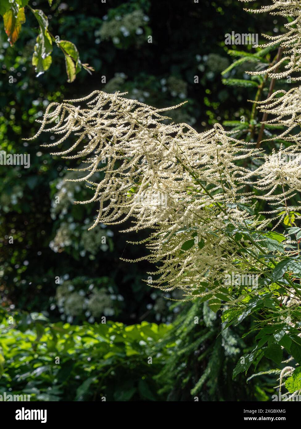 White backlit flowers of Aruncus dioicus, common name goat's beard or ...