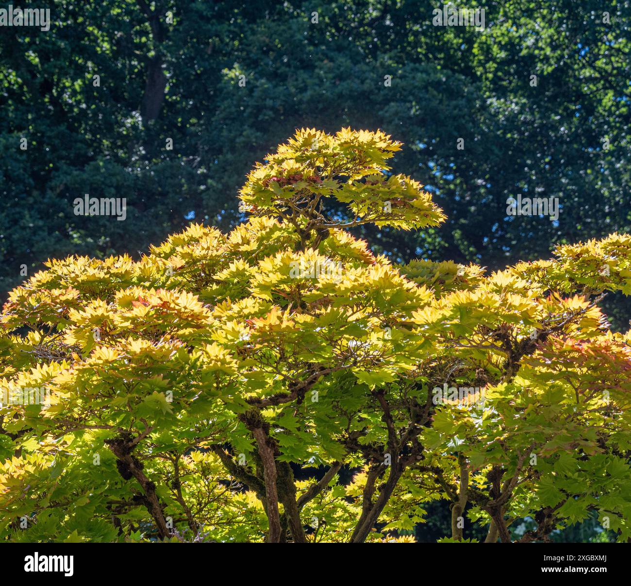 Backlit Acer shirasawanum 'Aureum', commonly called golden full moon ...