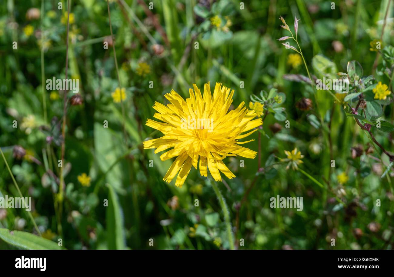 A yellow Dandelion flower growing in a long grass border in a UK garden ...