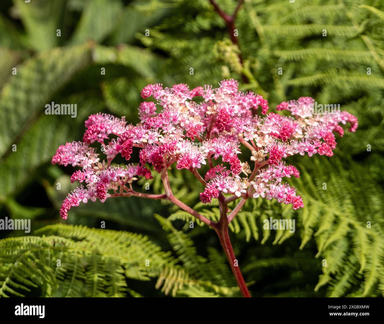 The pink and white flowers Rodgersia pinnata 'Chocolate Wing' growing ...