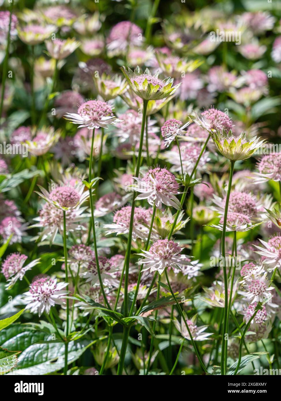Masterwort astrantia britain hi-res stock photography and images - Alamy