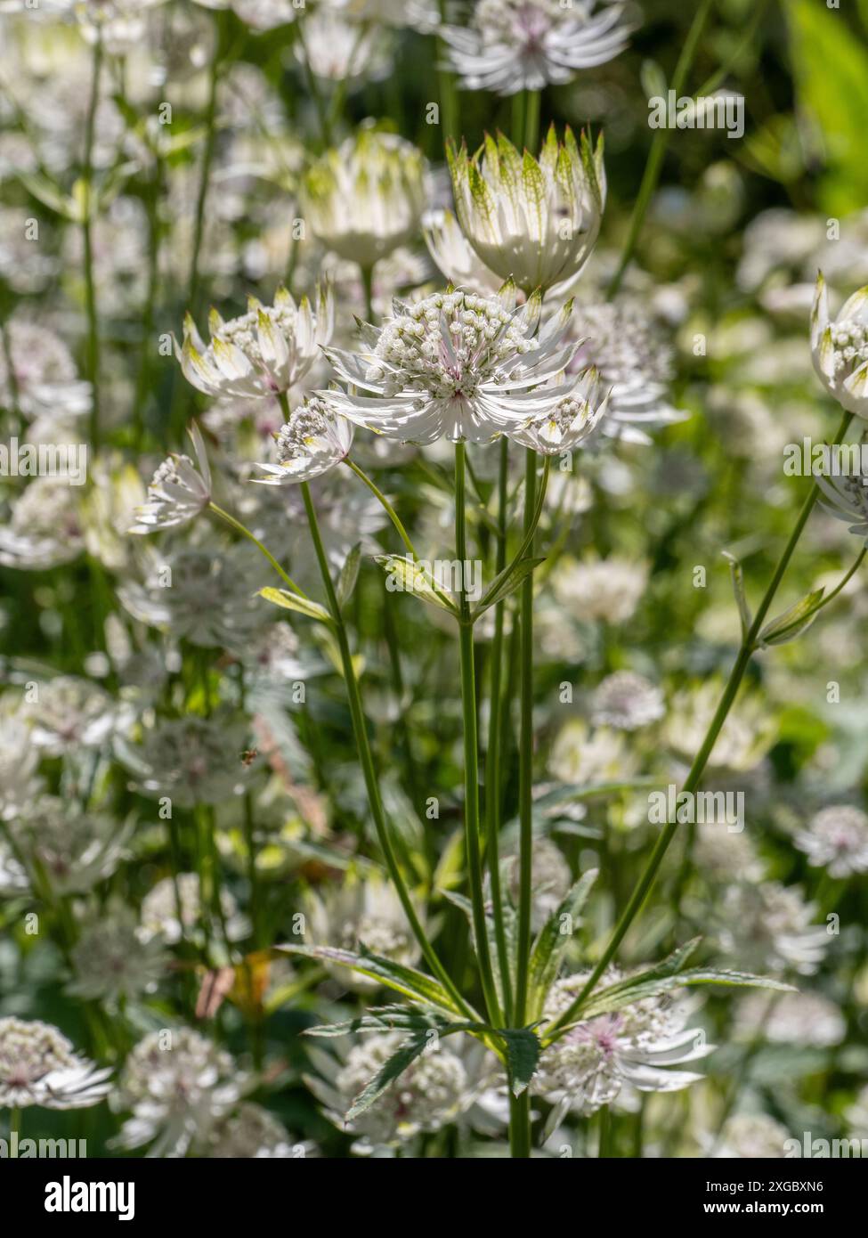 Astrantia major garden hi-res stock photography and images - Alamy