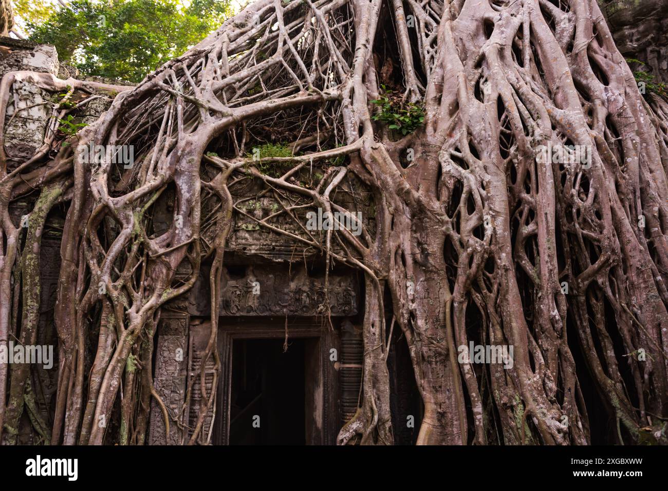 Angkor Thom, ancient temple ruins in Cambodia jungle with tree roots ...