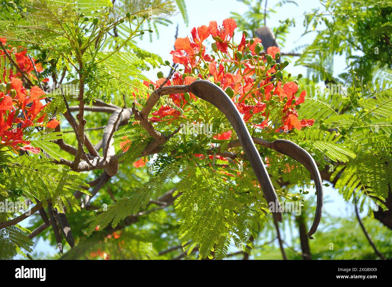 Flame tree, Maputo, Mozambique, Africa. These trees are known as flame ...