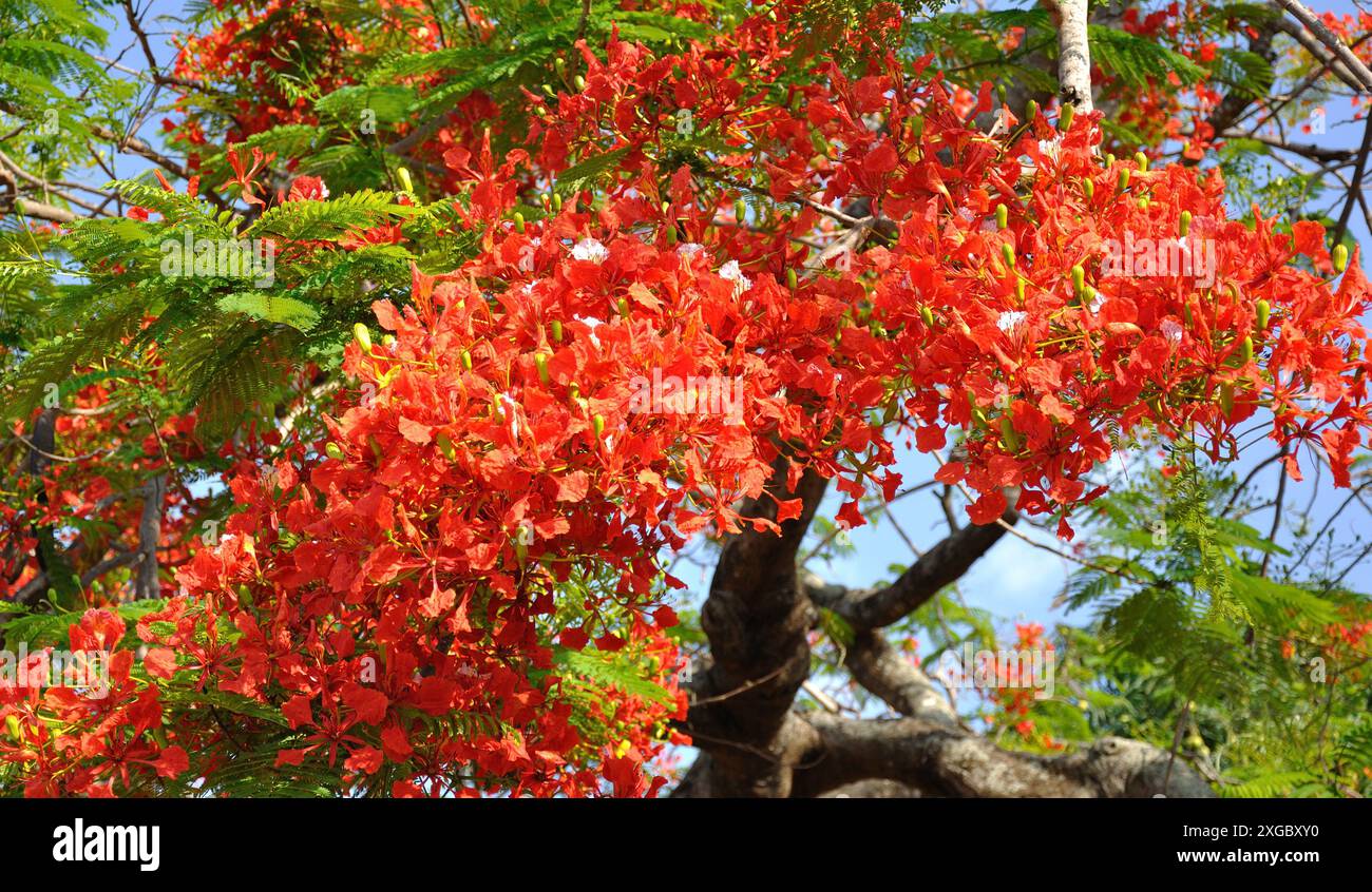 Flowering flame tree, Mexixe, Mozambique. Flame trees are very ...