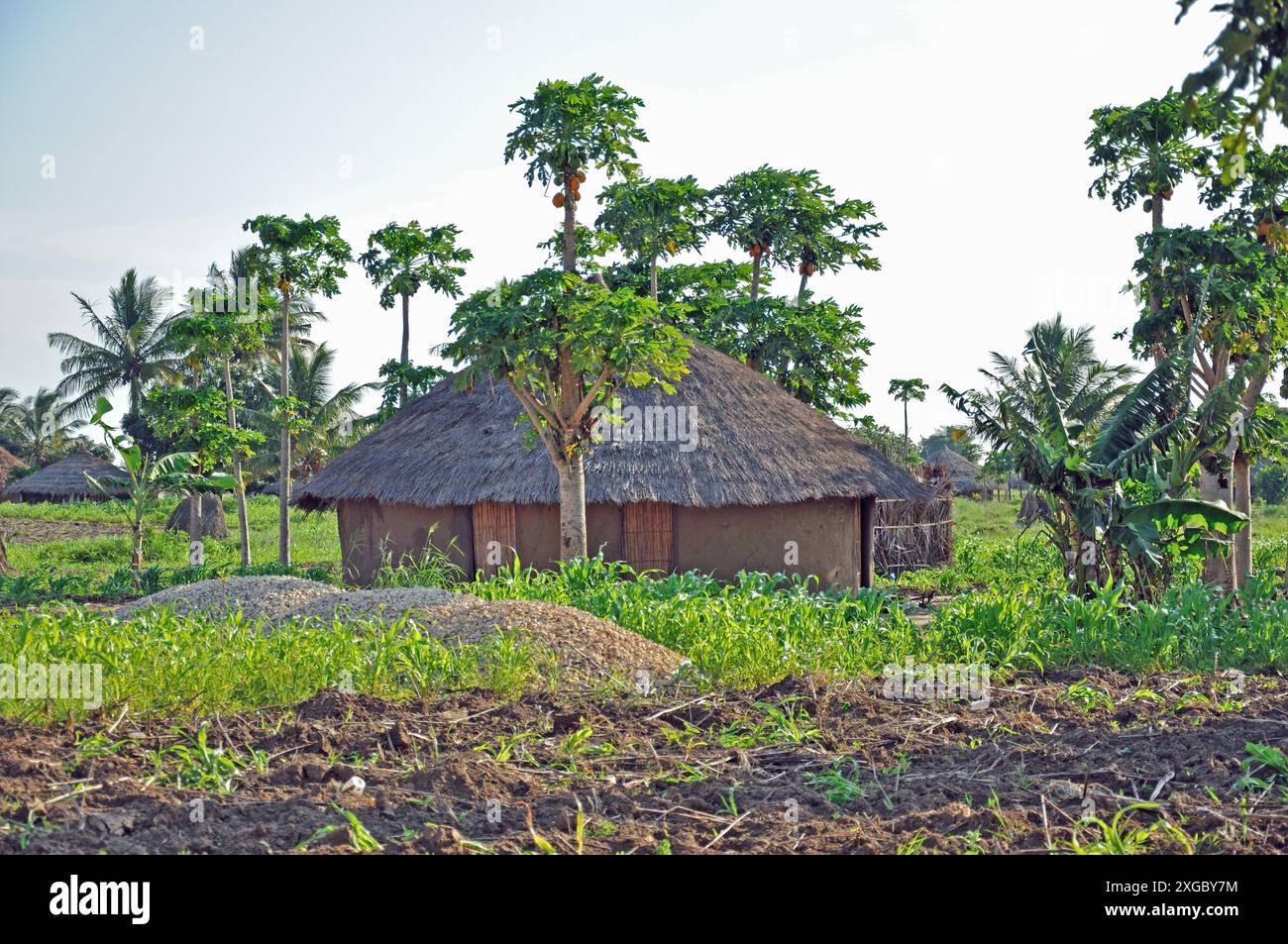 Mud hut, New Mambone, Inhambane, Mozambique. Well-constructed mud-hut ...
