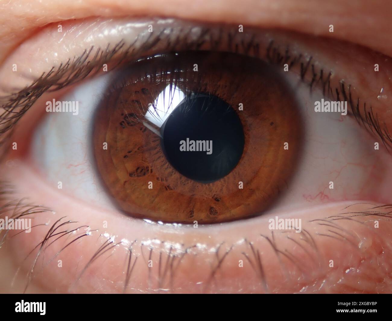 Macro human brown eye caucasian hi-res stock photography and images - Alamy
