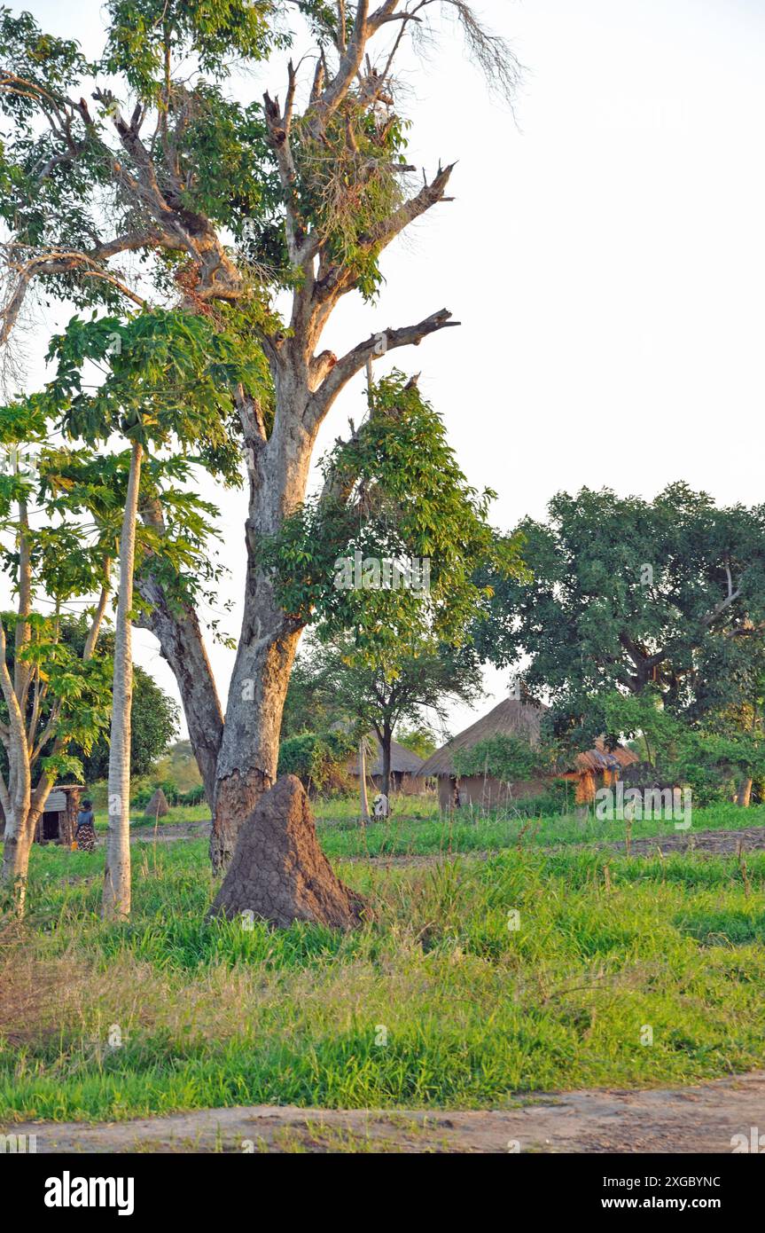 Mud huts and termite mound, New Mambone, Inhambane, Mozambique Stock ...