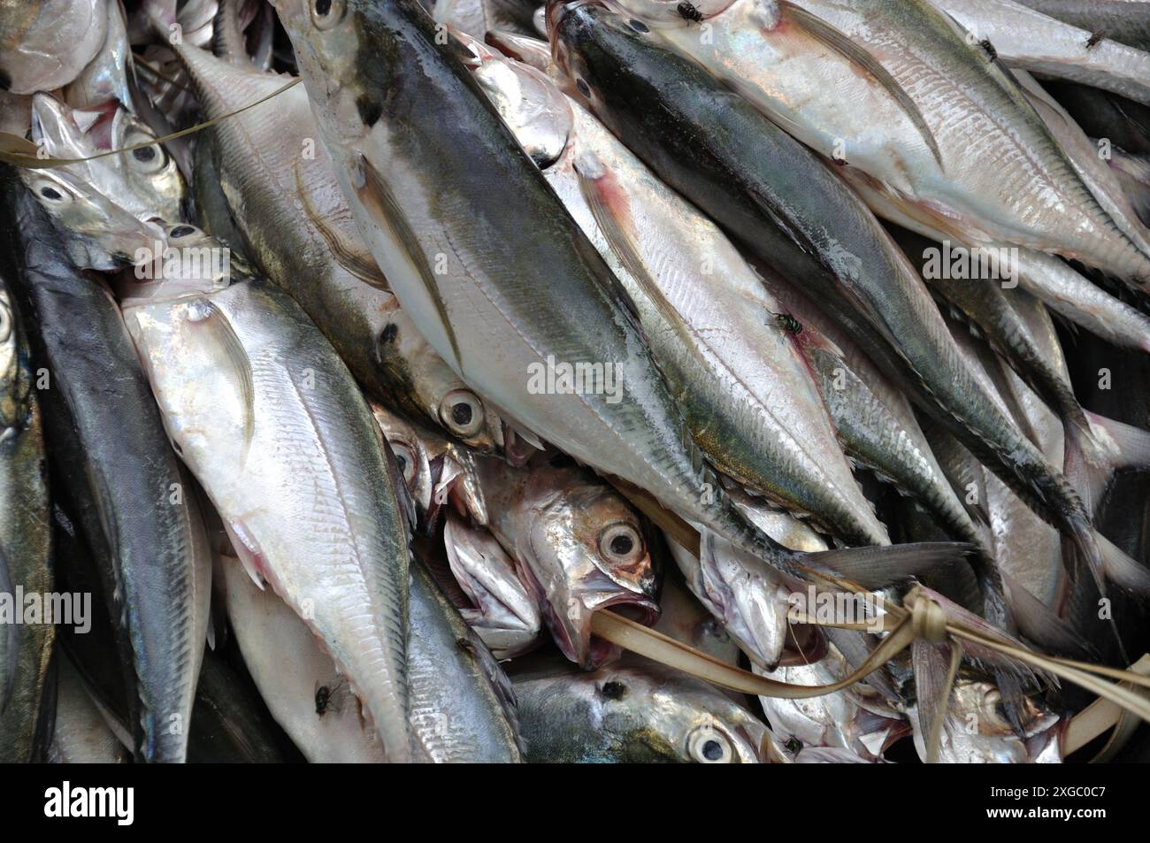 Fresh fish for sale, New Mambone, Inhambane, Mozambique Stock Photo - Alamy