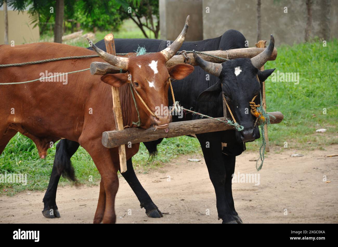 Cattle used for ploughing, New Mambone, Inhambane, Mozambique Stock ...