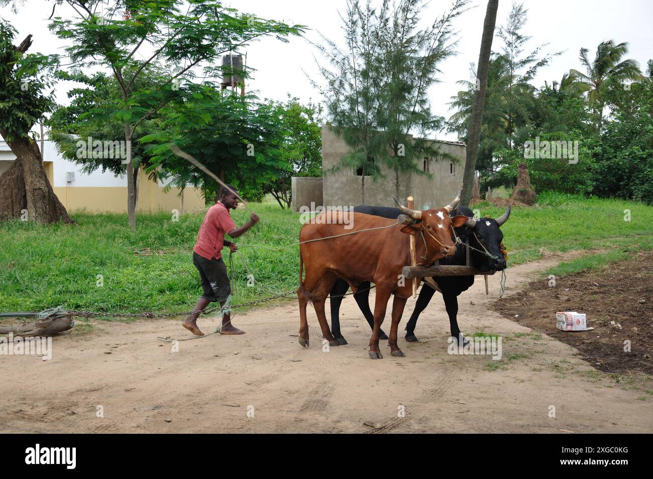 Cattle used for ploughing, New Mambone, Inhambane, Mozambique. Man ...