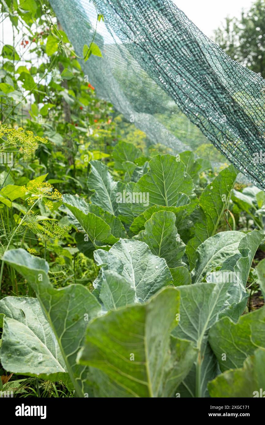 A lush vegetable garden with green leafy cabbage, protected by shade ...