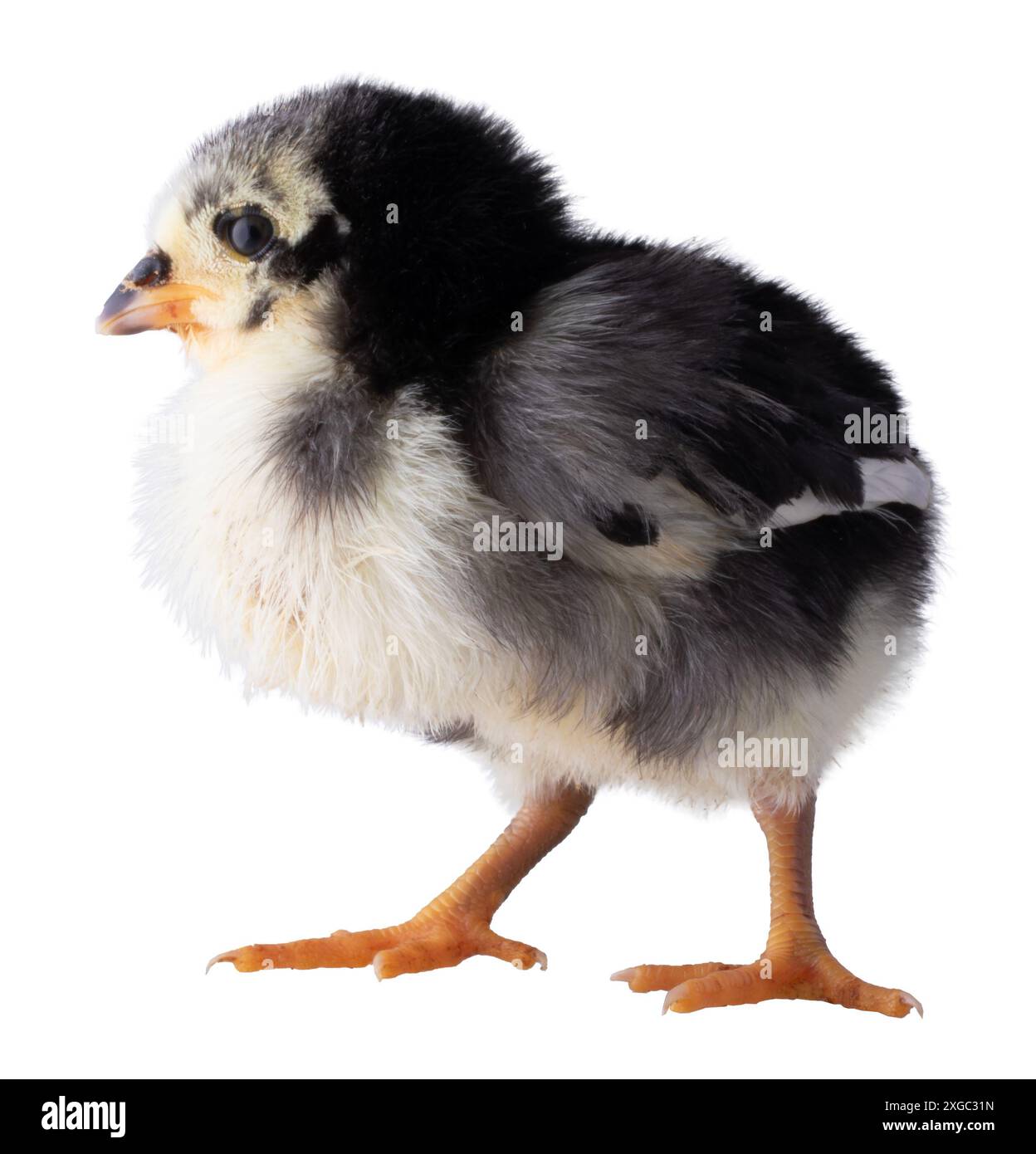 Studio shot of an Australorp chicken chick isolated on a clear ...