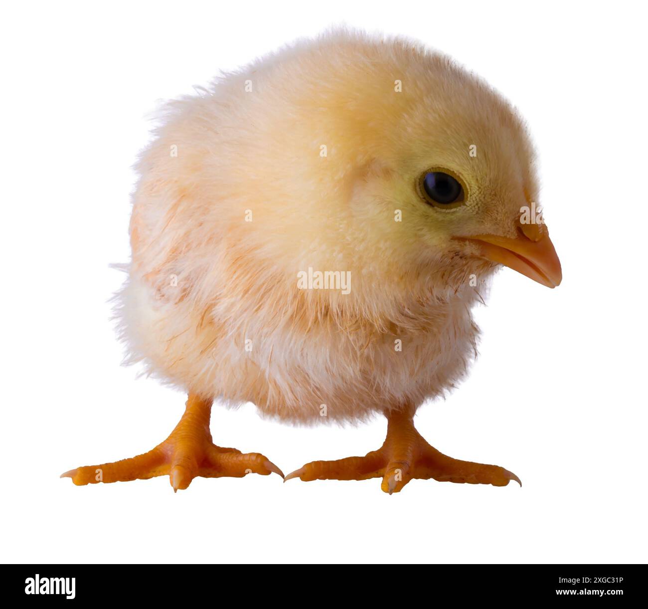 Buff Orpington chicken chick that is very tiny that is hunkered down ...