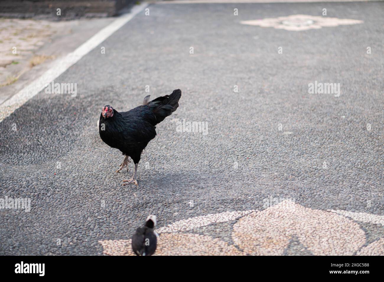 Galls bird hi-res stock photography and images - Alamy