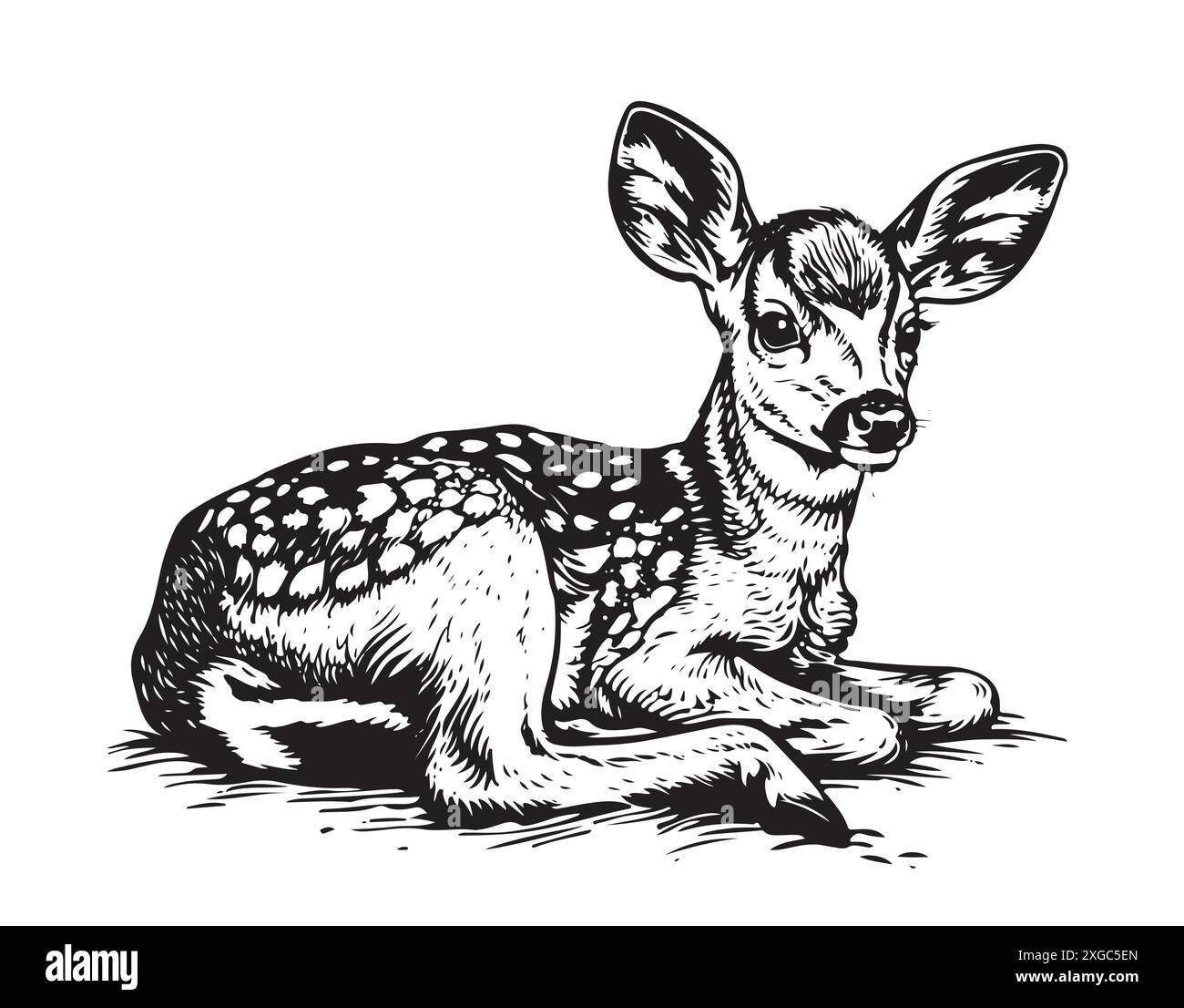 Fawn, Young Deer, Hand Drawn Illustration Vector Stock Vector Image ...