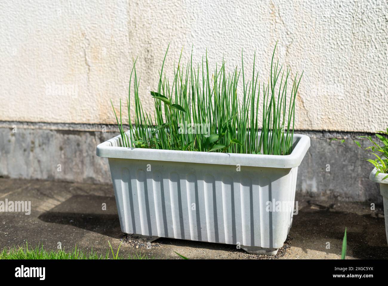 Homegrown spring onions in a rectangle pot with weeds coming out Stock ...