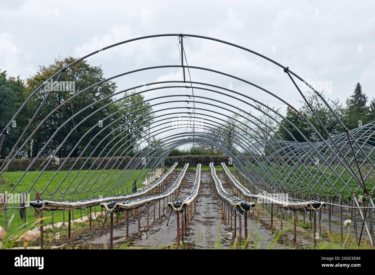 Frameworks of polytunnels used to grow a range of vegetables in a UK ...