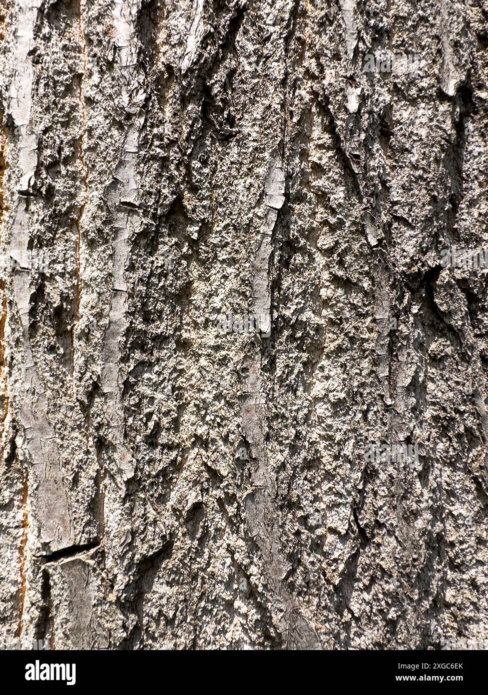 Rough Tree Bark Texture Close-up Vertical Background Stock Photo - Alamy