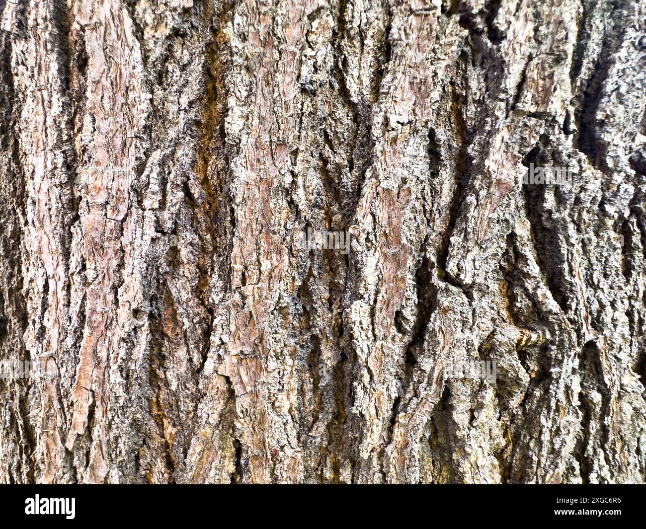 Woody surface hi-res stock photography and images - Alamy