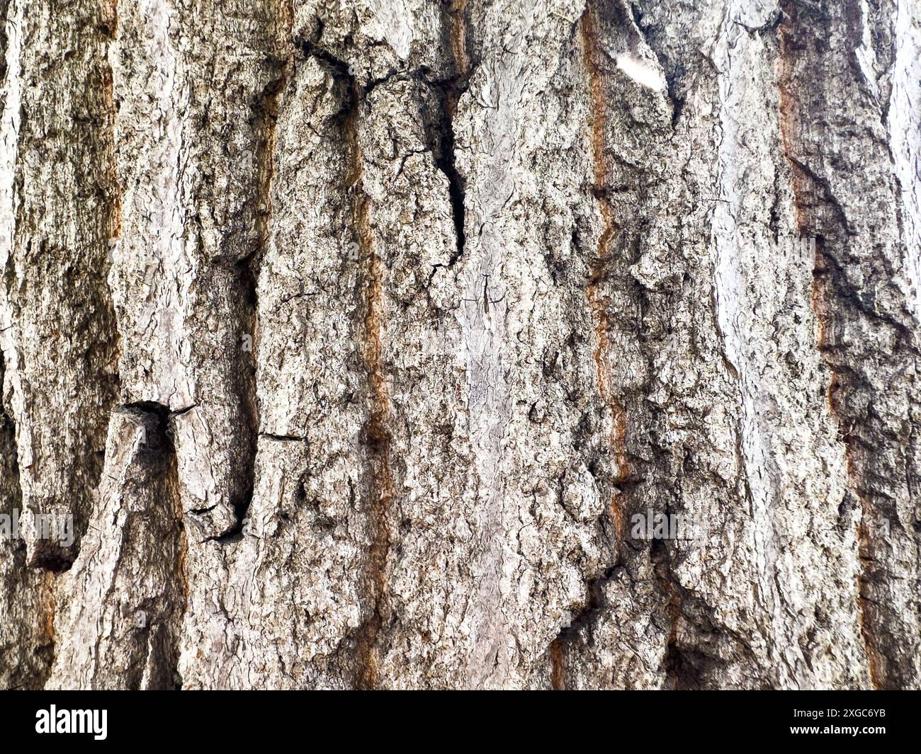 Natural roughness hi-res stock photography and images - Alamy