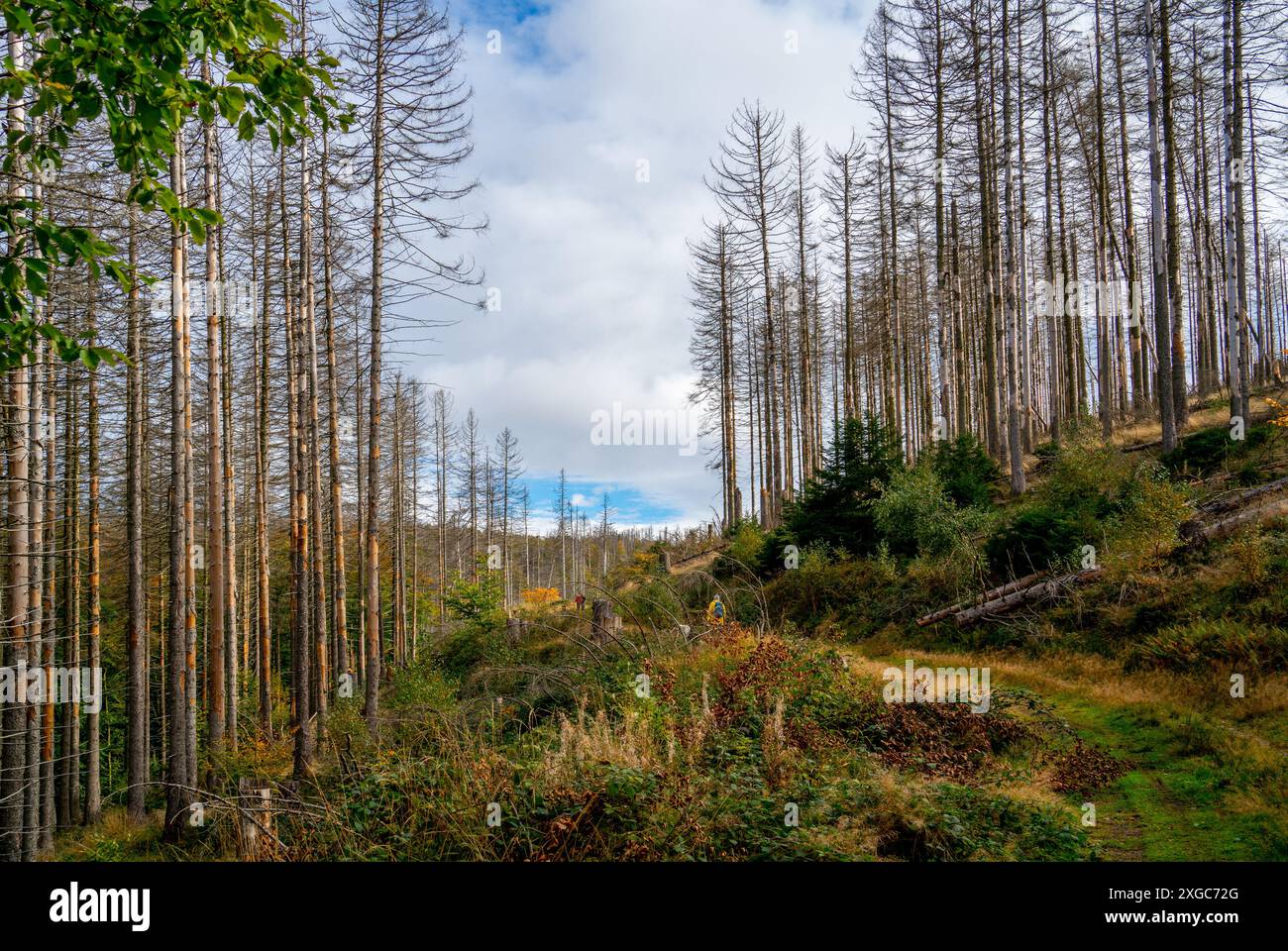 Dead trees in the forest in the Harz region, Germany Stock Photo - Alamy