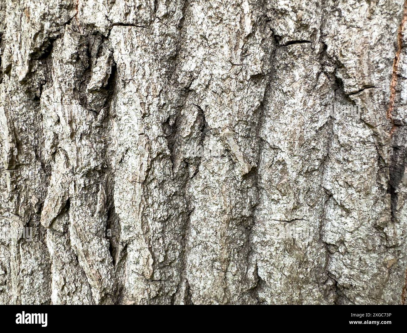 Poplar tree bark hi-res stock photography and images - Alamy