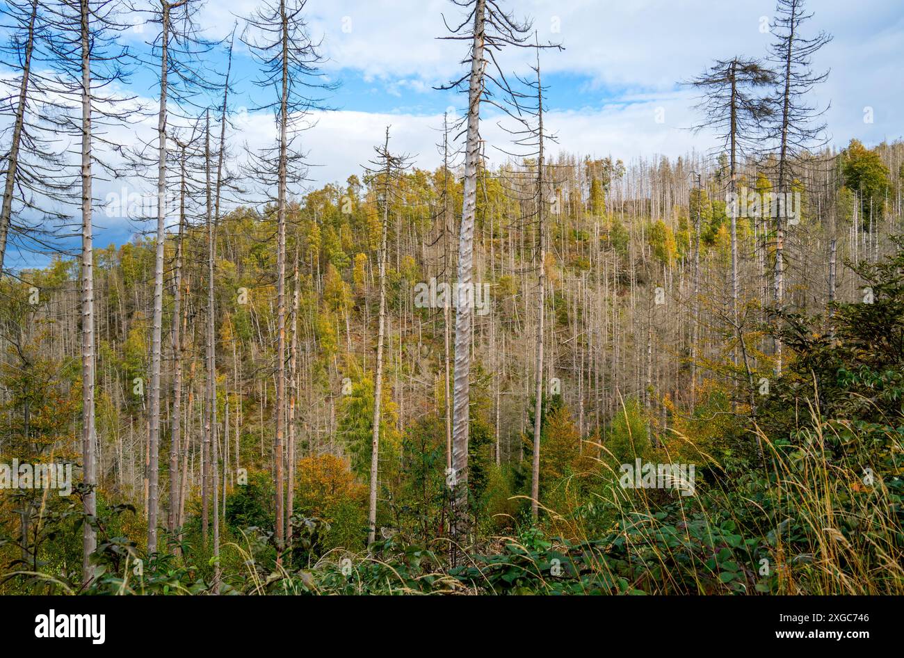Dead trees in the forest in the Harz region, Germany Stock Photo - Alamy