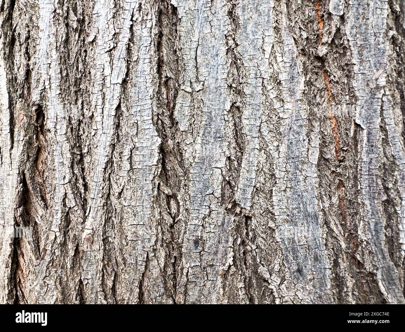 Indian lilac tree hi-res stock photography and images - Alamy