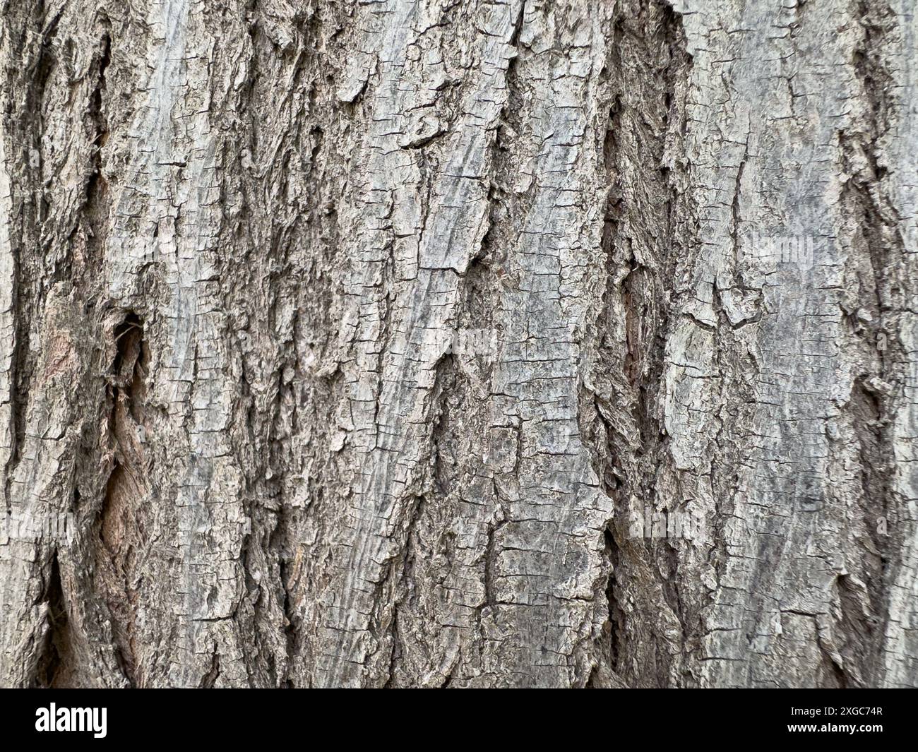 Chinaberry tree hi-res stock photography and images - Alamy